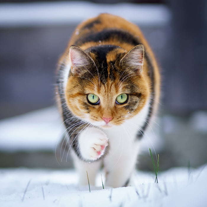 Our cat in the snow. Cheers. - 9GAG