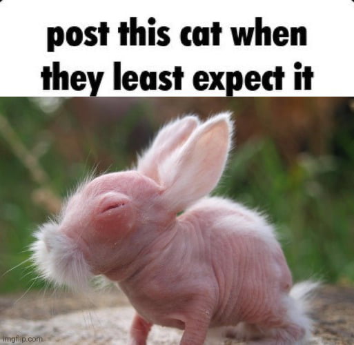 No one reads this, like my essay about women's elbows being too pointy ...