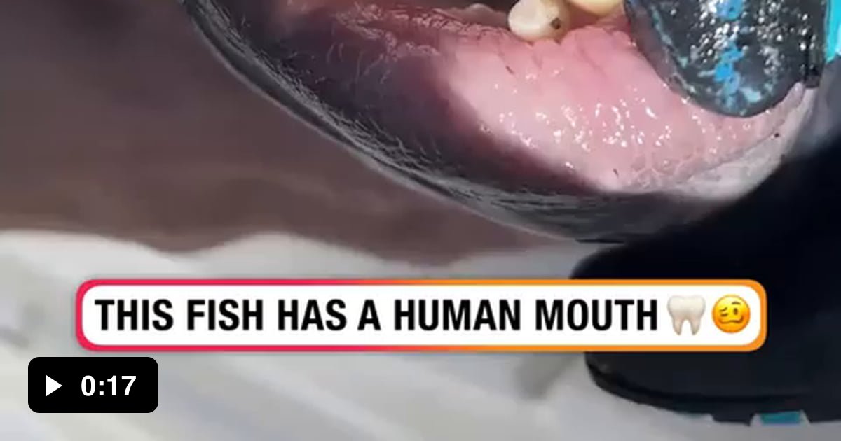 Fish with human-like lips and teeth - 9GAG