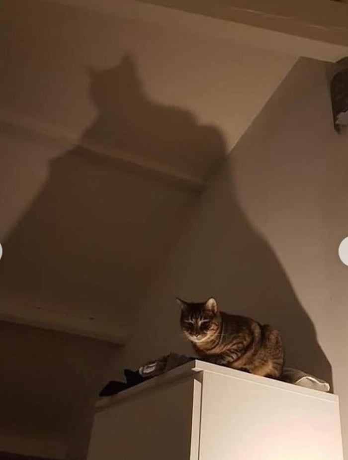 Batman ️ Catman ️ - 9GAG