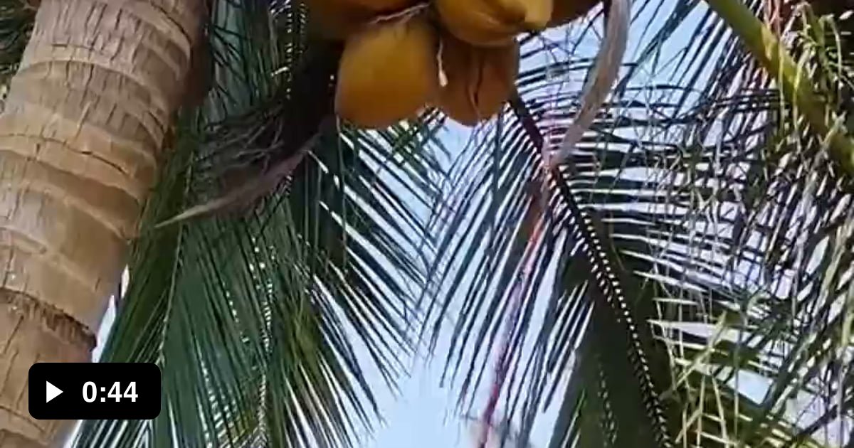 "Return to monkey" may not be a good option going forward. Even monkeys are having workdays ! - 9GAG