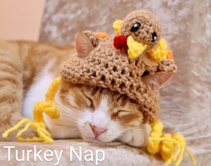 Food scrapper finally getting a well earned Turkey nap. He kept the ...