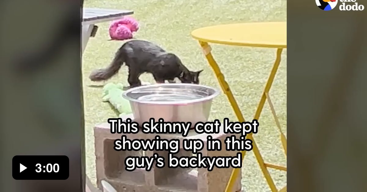 Kind Man Builds Heated Tiny Houses For Cats - 9GAG