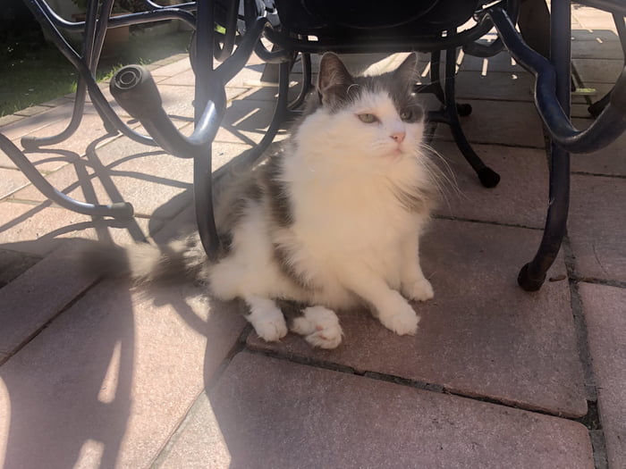 So you like big fluffy kitty - 9GAG