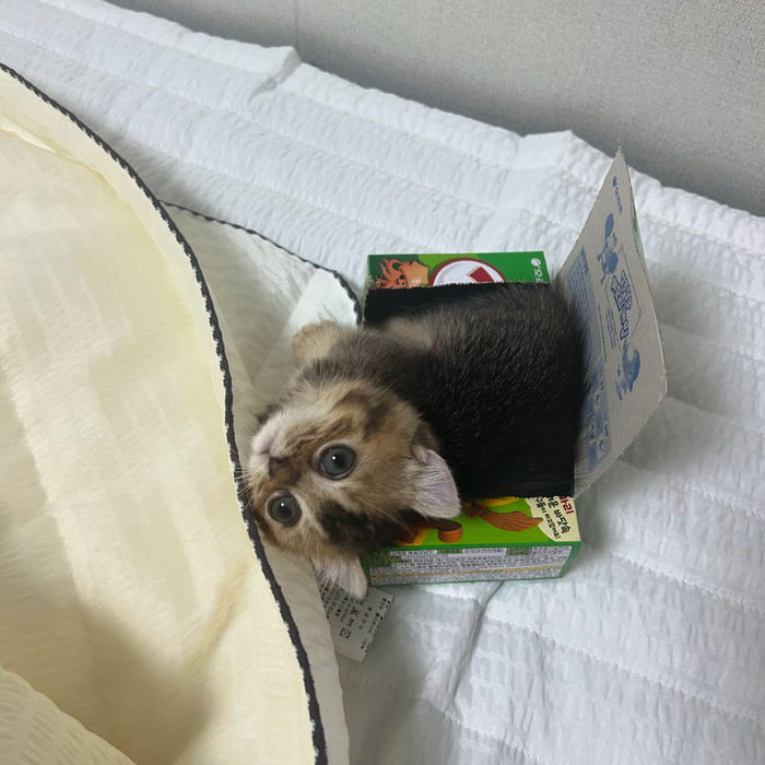 Once he saw the box, he climbed into it - 9GAG