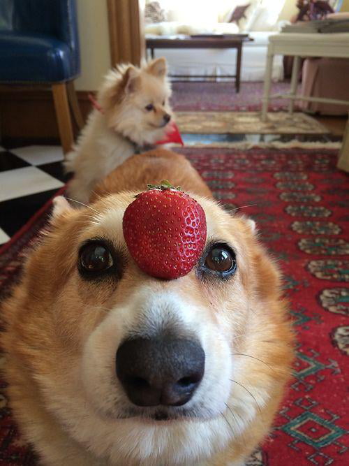 A dog with a strawberry on his nose. - 9GAG