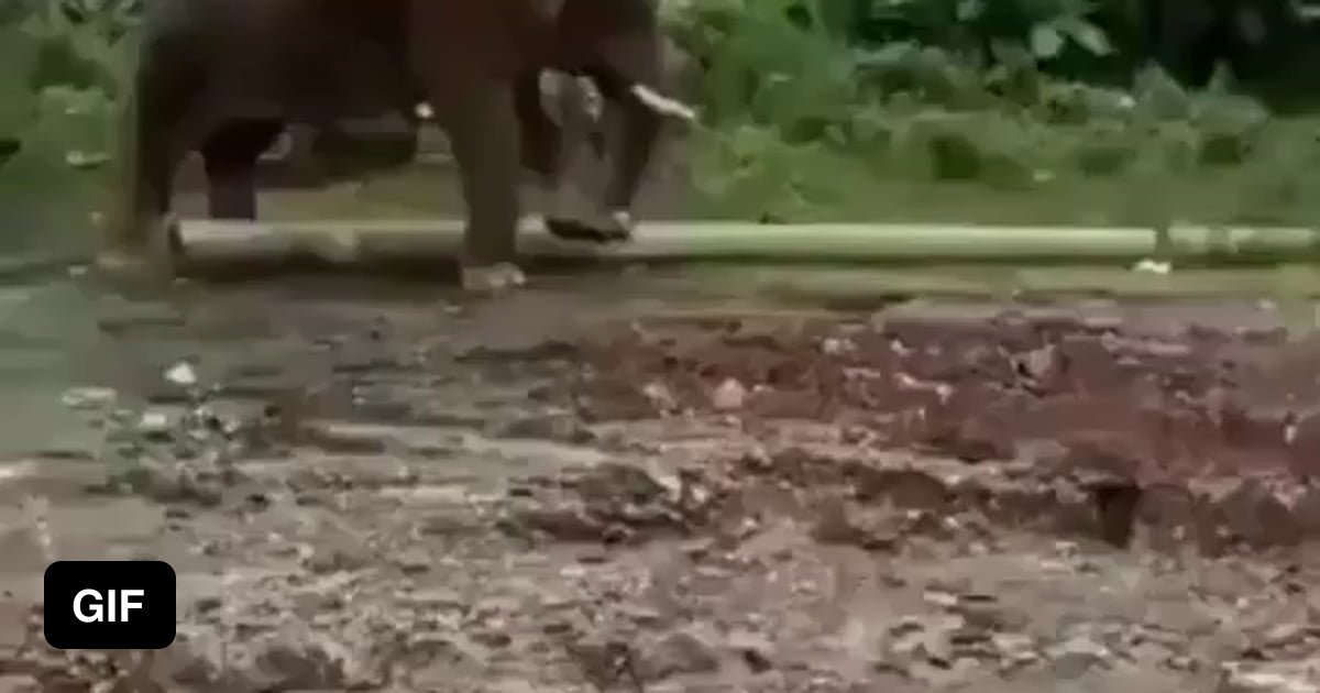 Here's a Elephant using a stick to clean his Nails - 9GAG