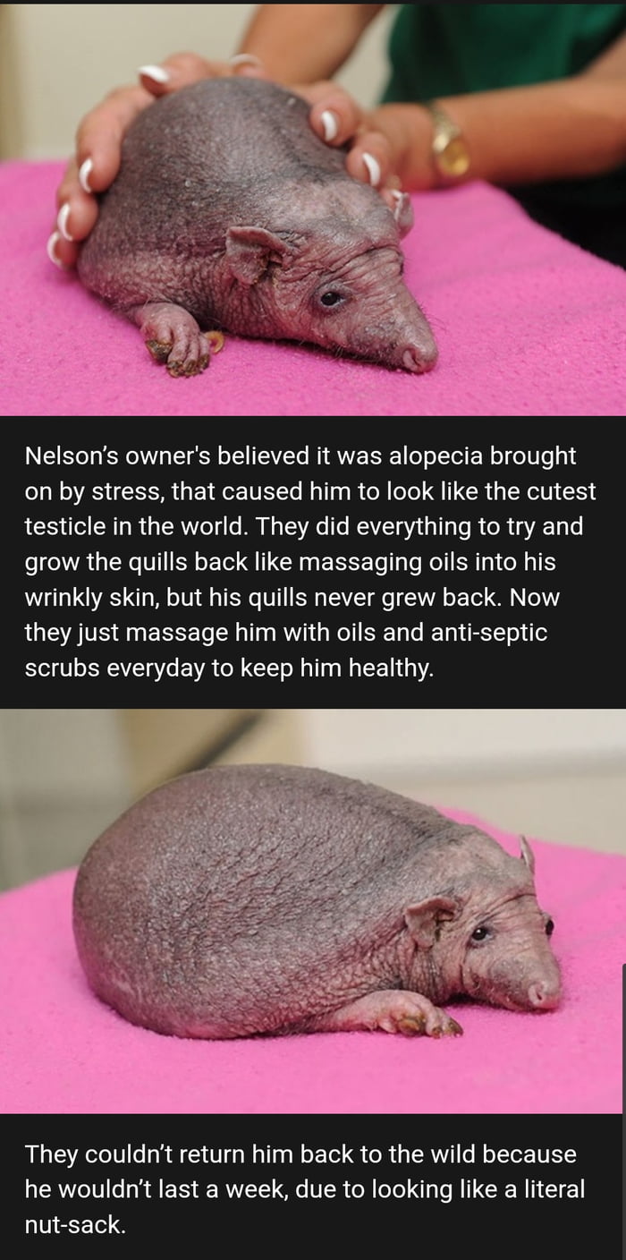Nelson the nut sack - 9GAG