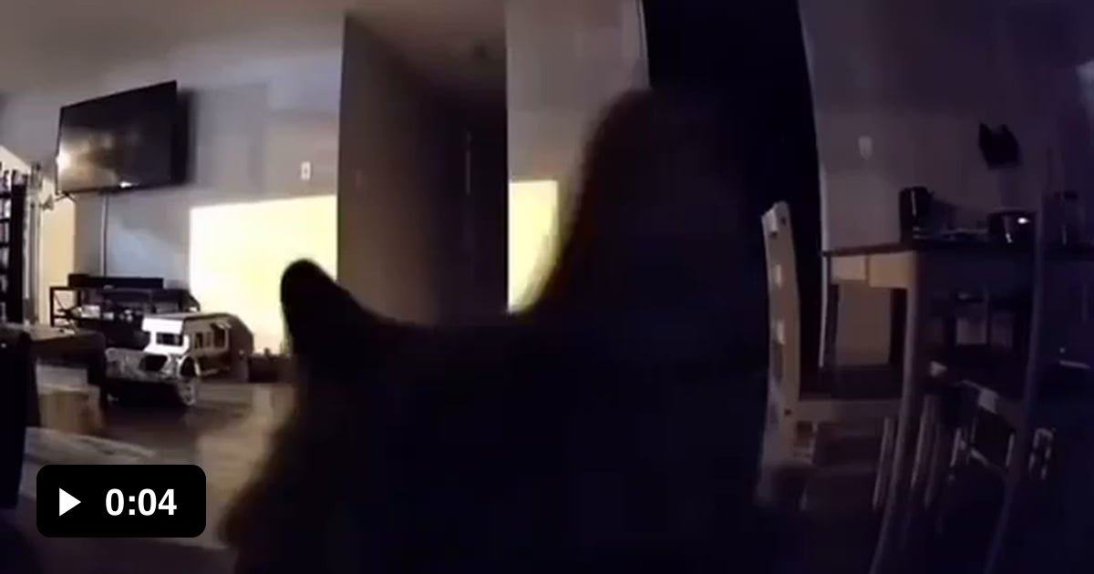 Cat flashbang security camera - 9GAG