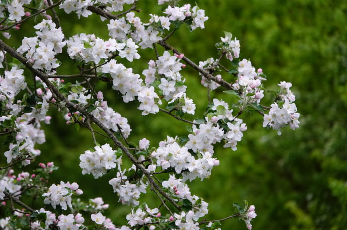 Beautiful Spring - 9GAG