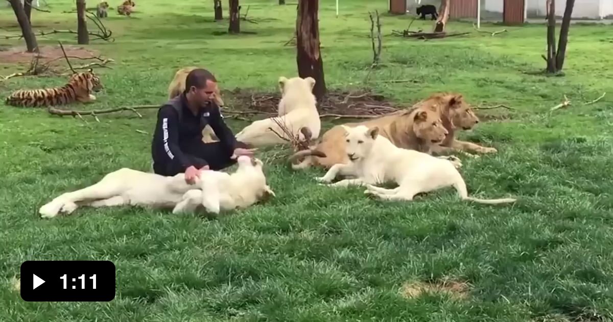 A tiger saves a handler from being ambushed by a leopard - 9GAG