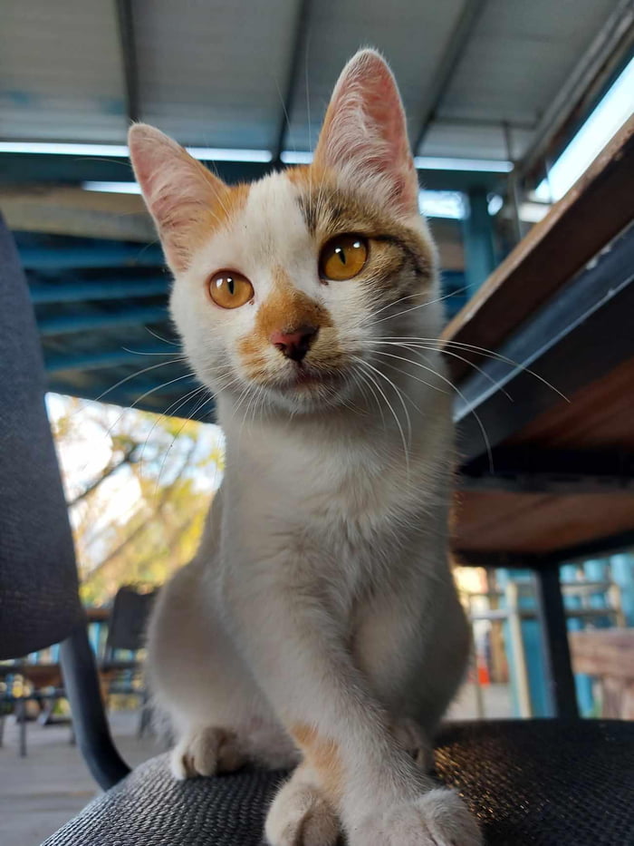 The most photogenic cat I've met - 9GAG