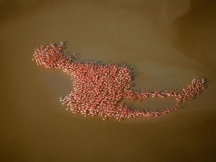 Flamingos Make A Giant Flamingo. - 9GAG