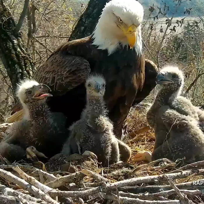 A Bald Eagle family photo - 9GAG