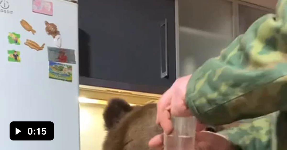 Brushing a bears teeth. - 9GAG