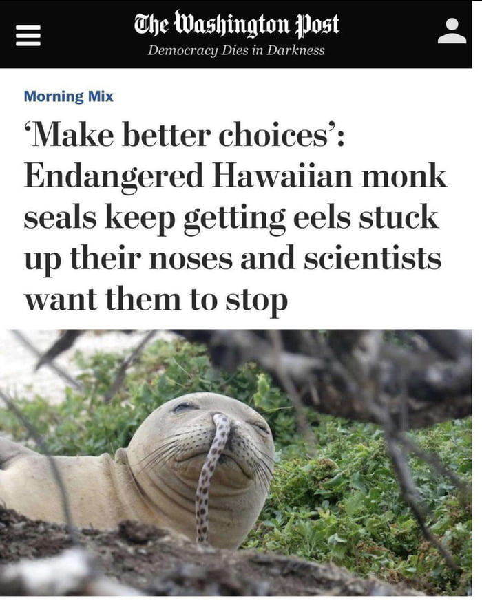 F**kin snorting seals - 9GAG