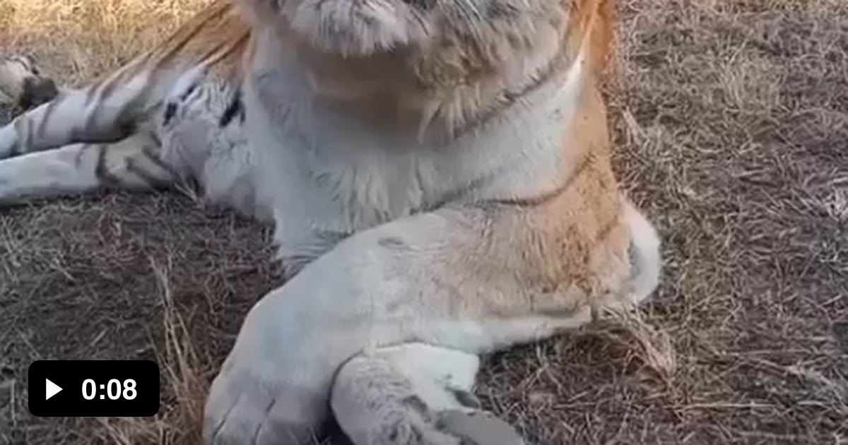 How does a tiger sneeze - 9GAG