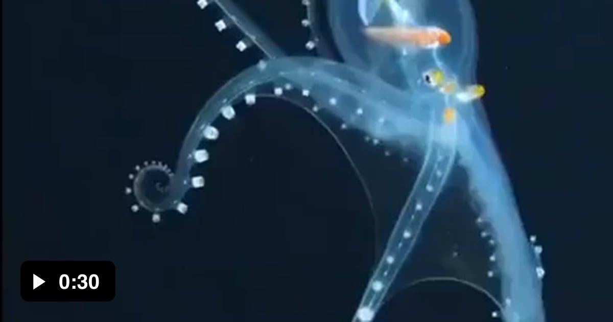 Extremely rare footage of a Glass Octopus. The species gets its name ...