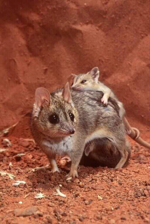 Dunnart is a common name for species of the genus Sminthopsis, narrow ...