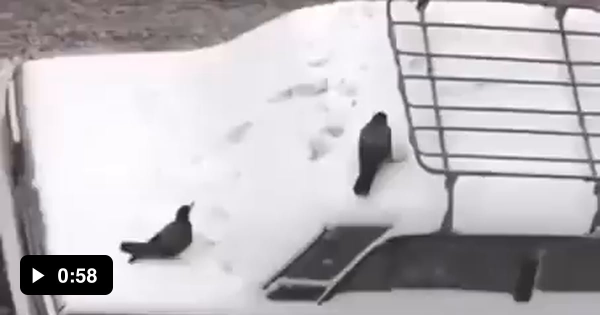 Crows having fun in the snow - 9GAG