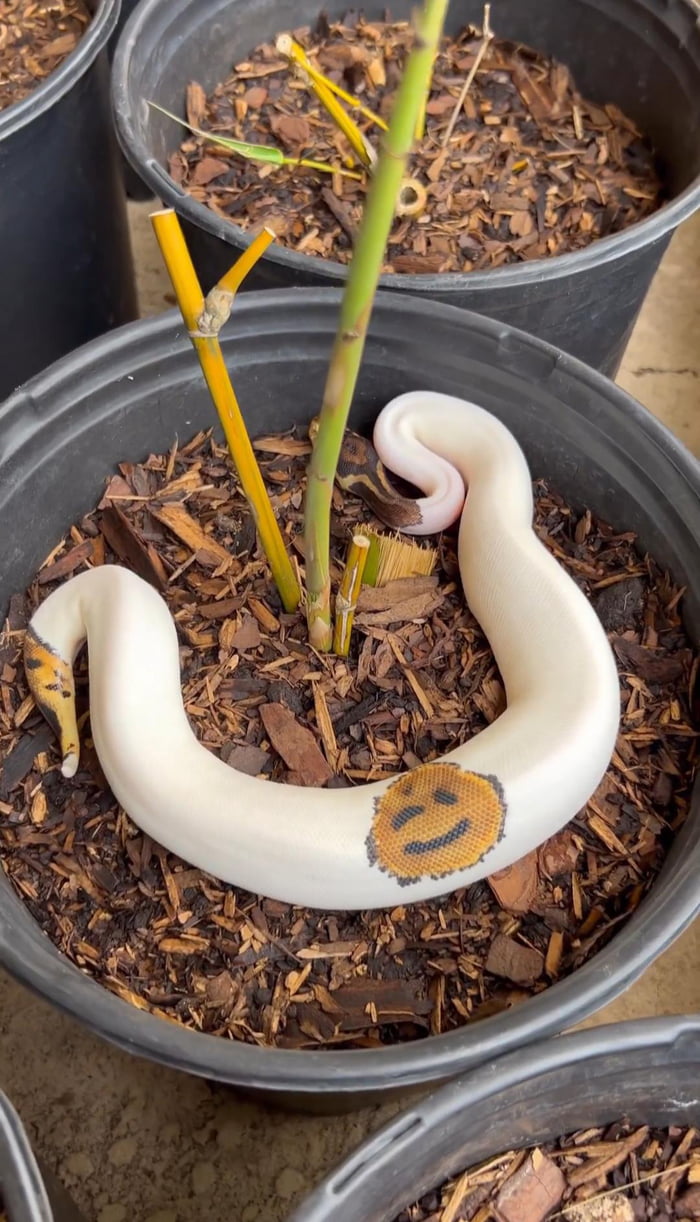 Python has a wink emoji on its back. - 9GAG