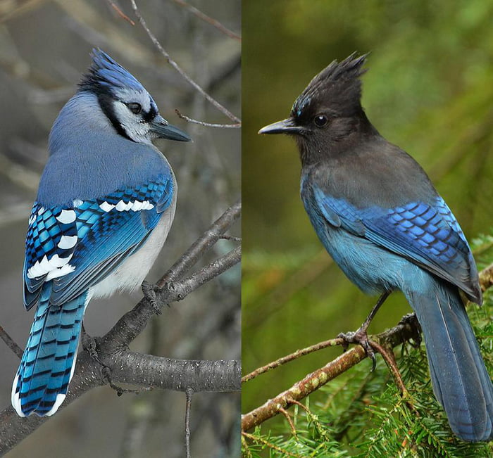 Bird Cousins: Blue Jay and Stellar Jay - 9GAG