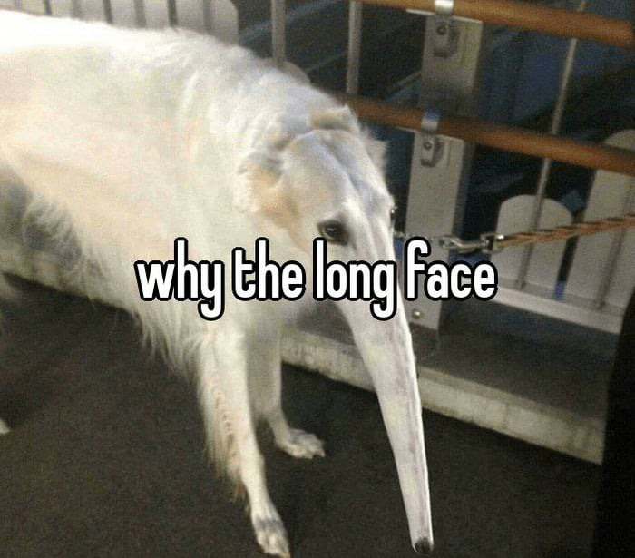Long face dogs squad - 9GAG