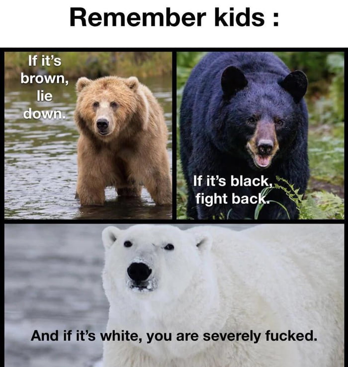 Bear, bear and bear - 9GAG