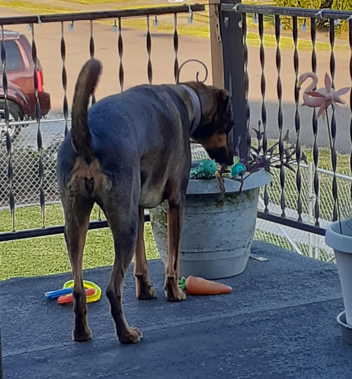 Stores her toys in the flower pot - 9GAG