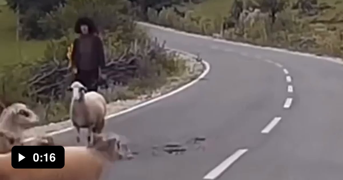 To walk in front of a herd of sheep - 9GAG