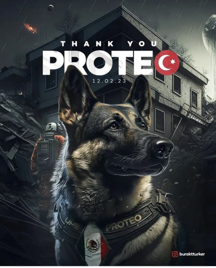 Mexican dog proteo gave his life while saving lives - 9GAG