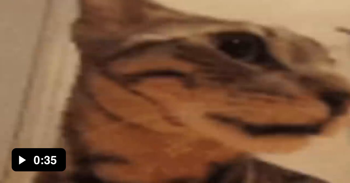 35 seconds of goofy cats - 9GAG