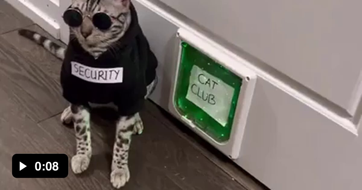 Cat Strip Club - 9GAG