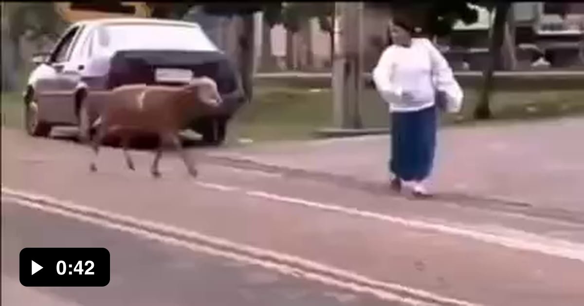 🐑 why the sheep attack people? - 9GAG