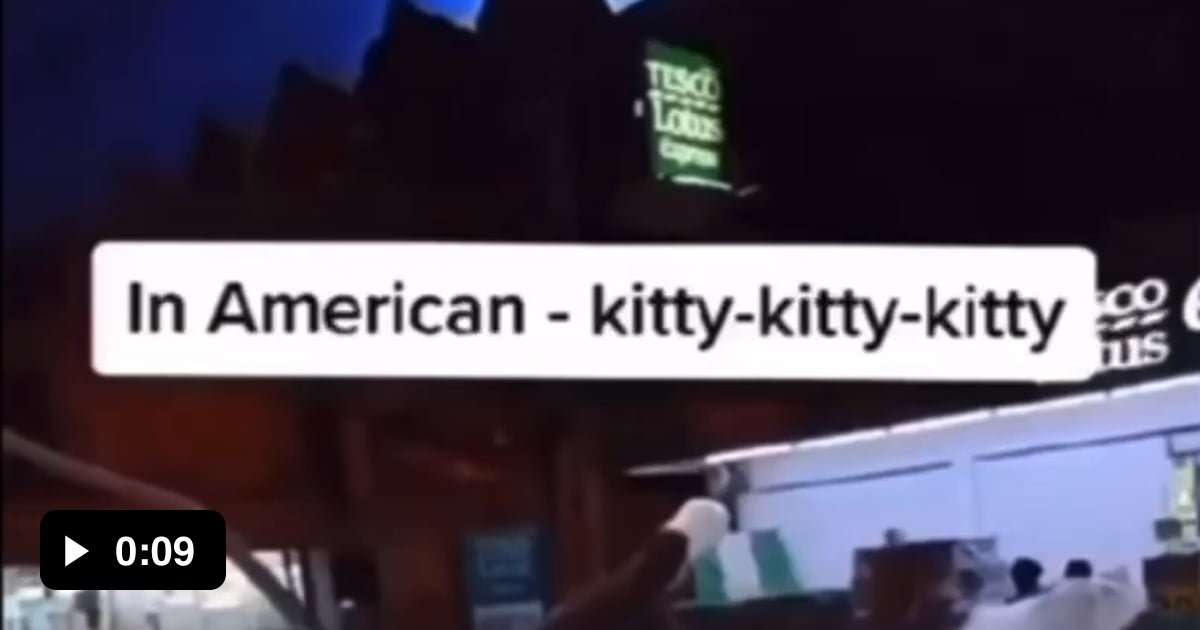 German kitten - 9GAG