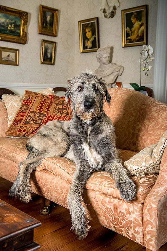 The Irish Wolfhound - Standing up to 7ft on their hind legs, they're ...