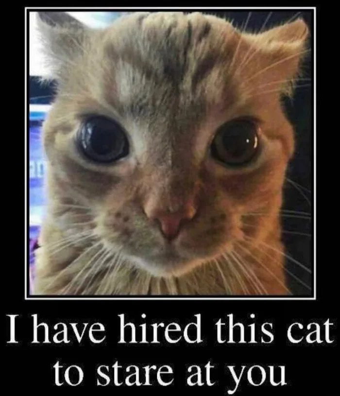 Please share your cat GIFs and memes. i need happiness - 9GAG