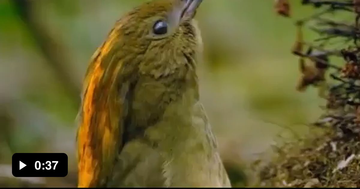 A Bird Making Human Sounds With Incredible Accuracy - 9GAG