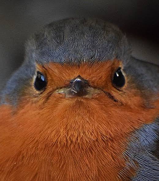Meet Robin the Grumpy, or don't. - 9GAG