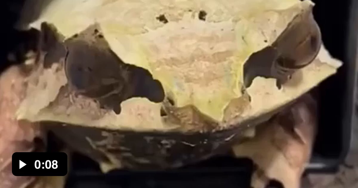 The Malaysian leaf frog - 9GAG