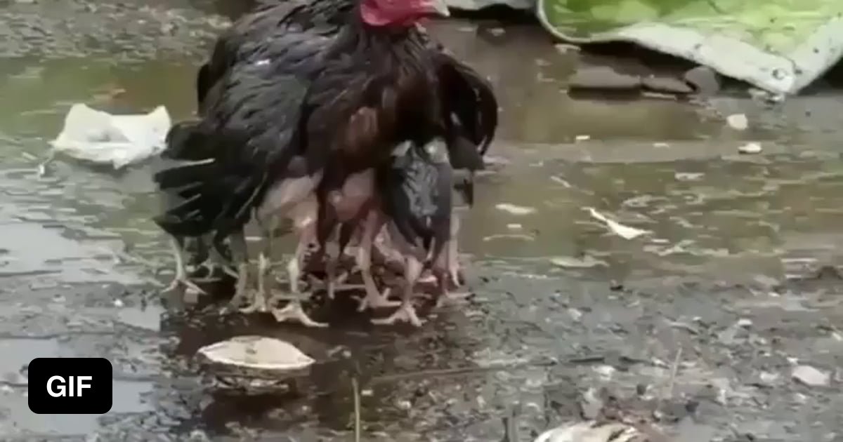 Shielded from the Rain.Mother's wings covering the chicks - 9GAG