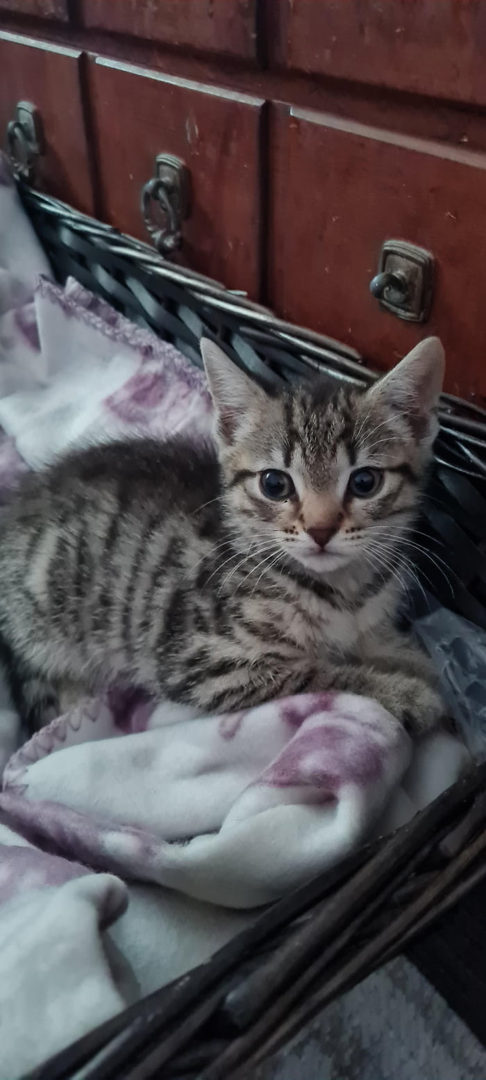 UPDATE! MILLIE'S SISTER HAS NOW JOINED US! - 9GAG