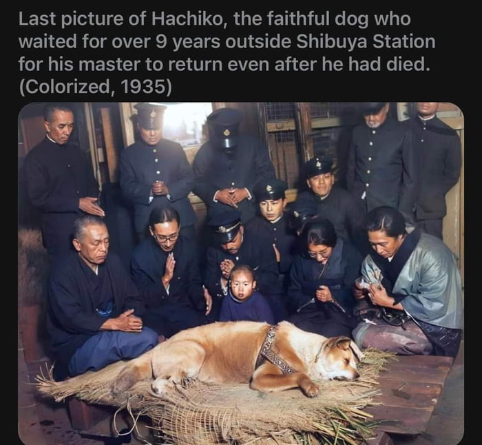What a brave doggo.. - 9GAG