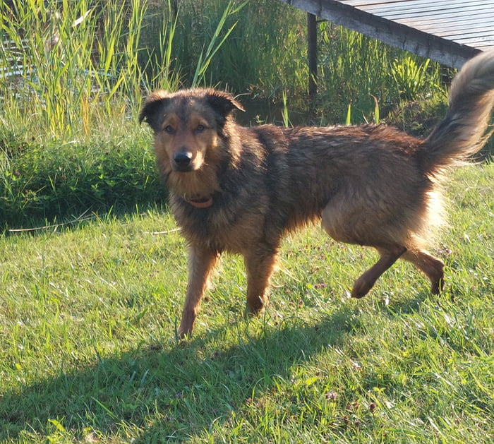 Is posting pets still a thing? Meet my dog - Skinner. The best boy! - 9GAG
