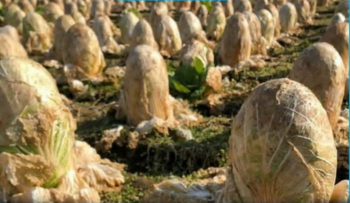 This Cabbage field in Japan looks more an Alien eggs nest - 9GAG