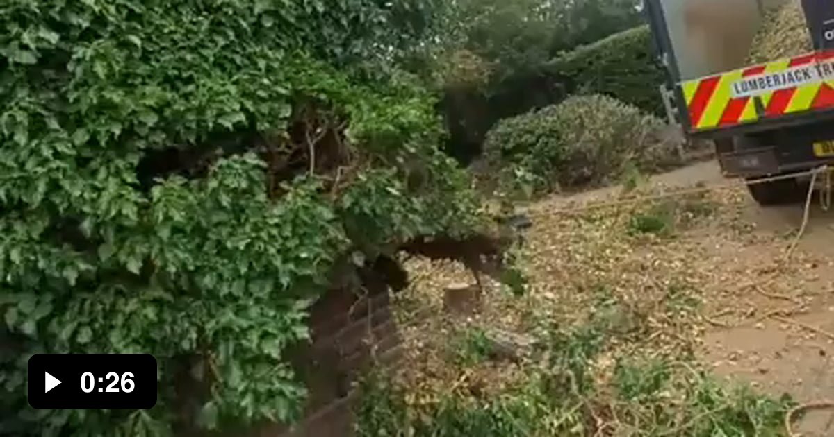 Clearing Ivy Off the Walls - 9GAG
