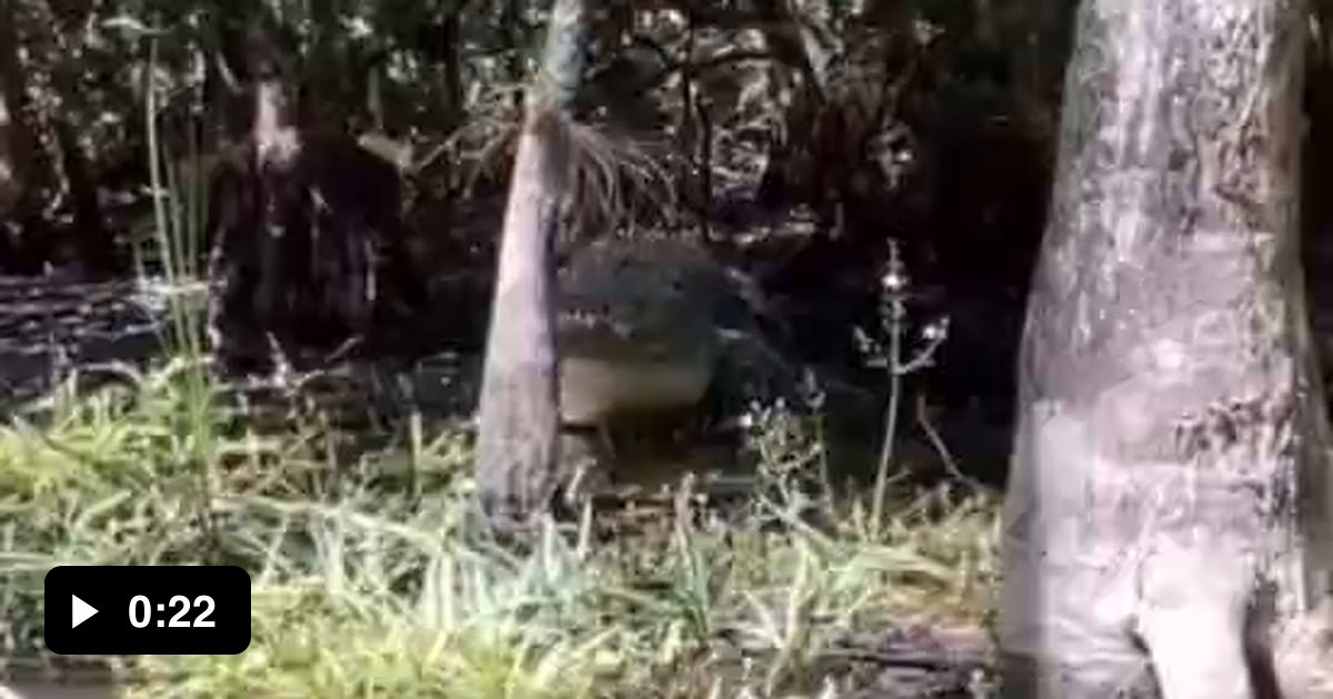 This Florida woman backed up at the end but that could've been a little ...