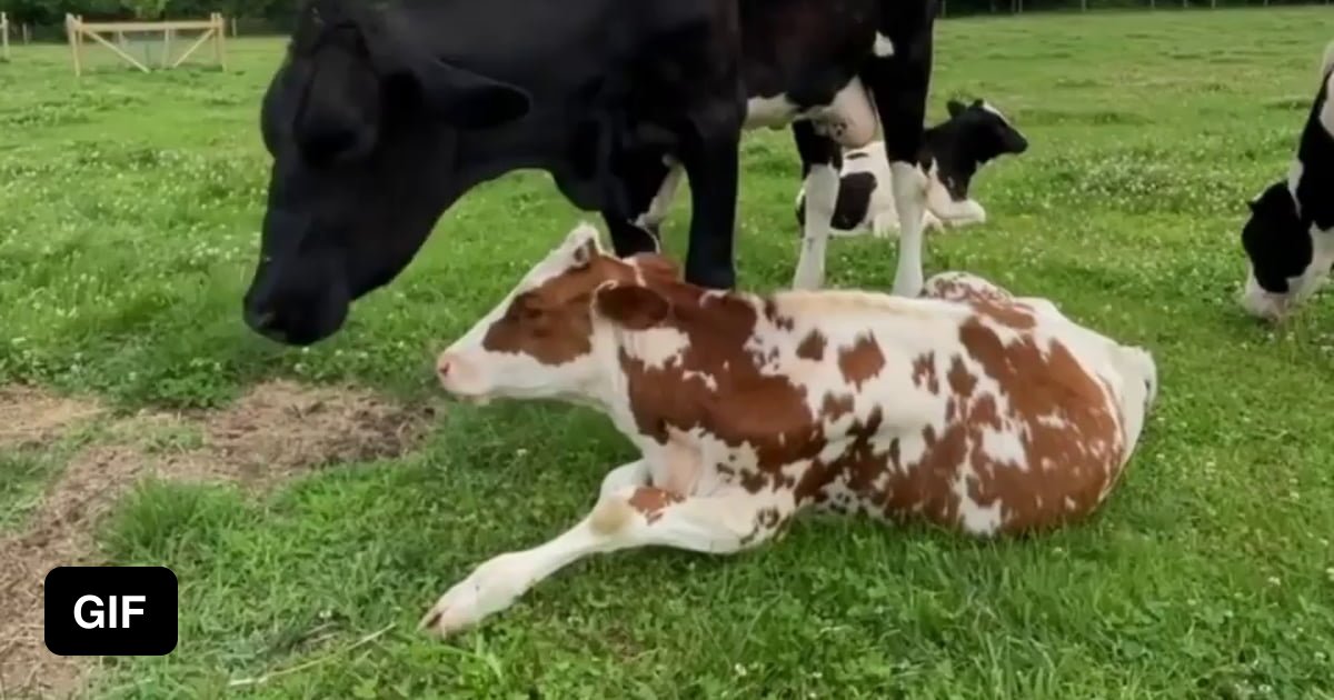 Cow hug - 9GAG