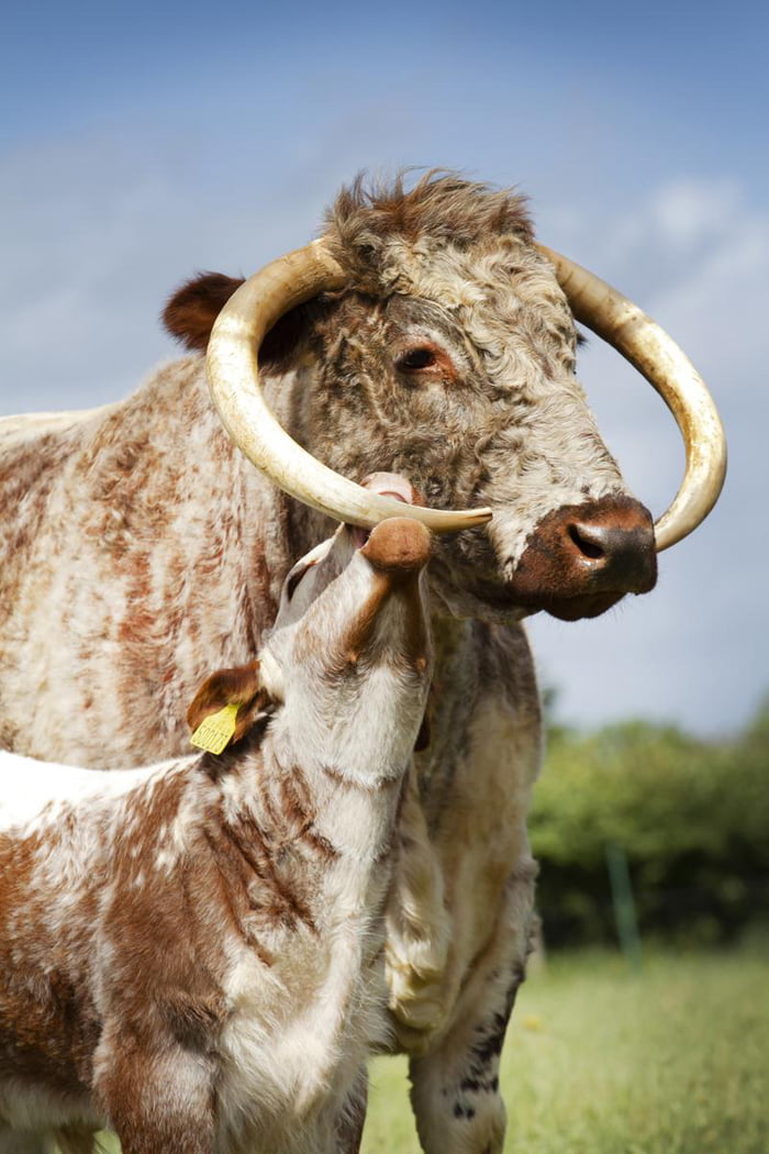 After the second World War, there was just about 50 English Longhorn ...