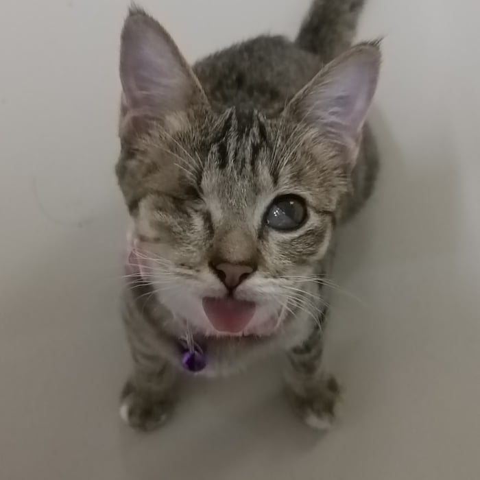 My friend has a silly one eyed cat - 9GAG